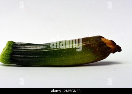 Courgette severely affected by Courgette blossom end rot Stock Photo ...