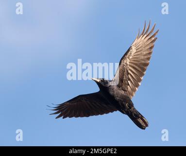 First-winter Rook (Corvus frugilegus) in flight during migration ...