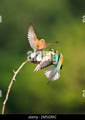 European Bee-eater flying; Bijeneter vliegend Stock Photo - Alamy