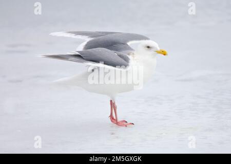volwassen Grote Burgemeester staand; Glaucous Gull adult standing on ...