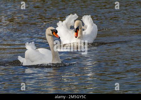 Swan being chased by male swan Stock Photo - Alamy