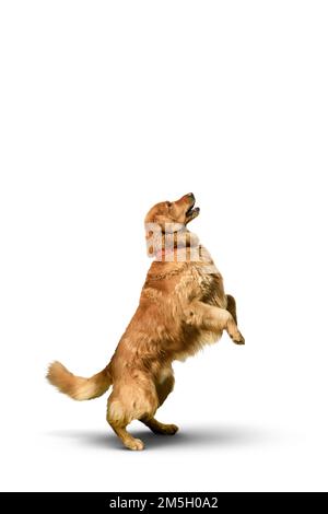 Funny Golden Retriever Dog Jumping Outdoors Stock Photo - Alamy