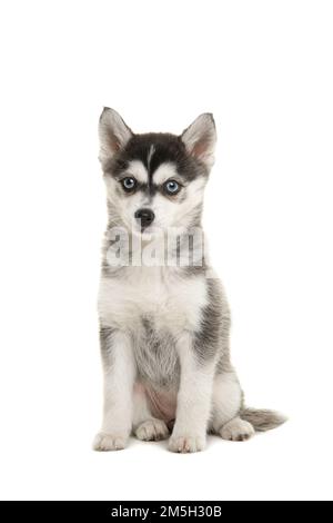 Cute pomsky puppy standing solated on a white background with blue eyes ...