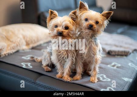 close-up of 2 Yorkshir terriers sitting together on a couch. High ...
