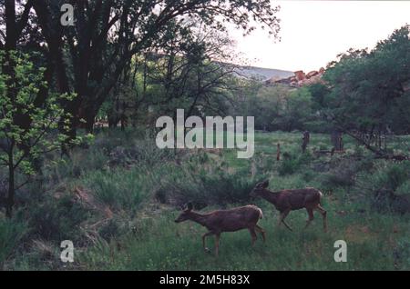 Scenic Byway 12 - Two Mule Deer at Dusk near the Highway Stock Photo ...