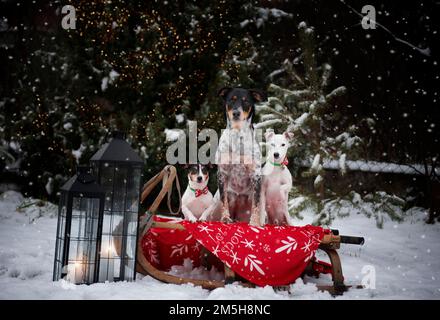 Christmas portrait of a group of dogs. Family portrait of several dogs ...