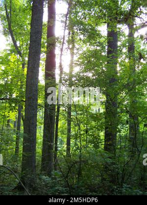 Sunlight filters through the canopy of towering redwood trees in ...