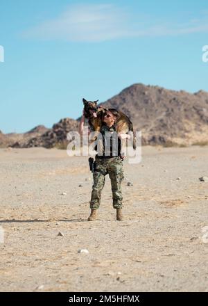 Dino, a military working dog with the Provost Marshal’s Office K-9 Unit ...