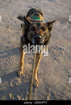 Dino, a military working dog with the Provost Marshal’s Office K-9 Unit ...