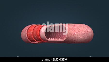 The small intestine consists of four main layers of tissue, which are ...