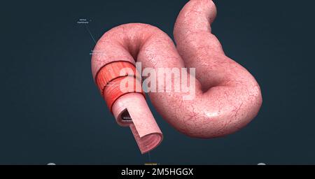 The small intestine consists of four main layers of tissue, which are ...