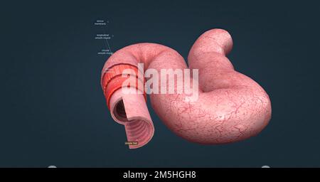 The small intestine consists of four main layers of tissue, which are ...