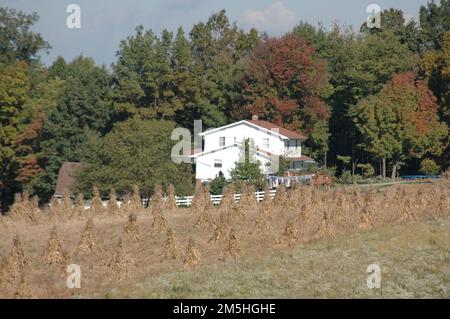 Amish Country Byway - Stalks of Harvest Corn Stock Photo - Alamy