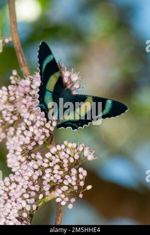 Day-flying Moth, Alcides metaurus, on Evodia Blossom Stock Photo - Alamy