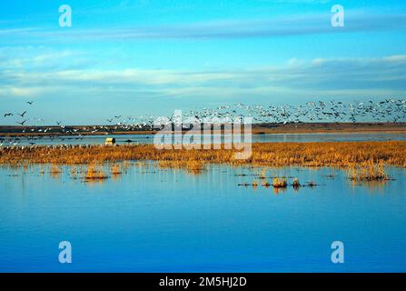 Wetlands and Wildlife Scenic Byway - Birds Flock over the Cheyenne ...