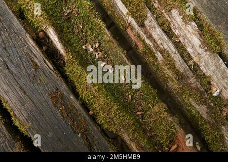 A closeup shot of wooden bench planks covered in green moss Stock Photo ...