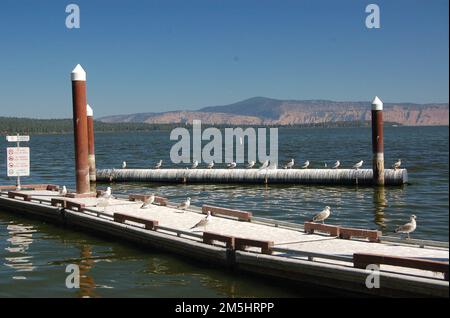 Volcanic Legacy Scenic Byway - Seagulls on Dock at Howard Bay Stock ...