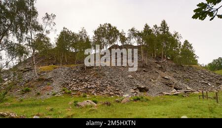 Mountain ash trees (Sorbs aucuparia) growing out of a shale heap, in ...