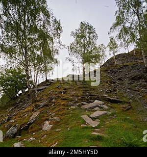 Mountain ash trees (Sorbs aucuparia) growing out of a shale heap, in ...