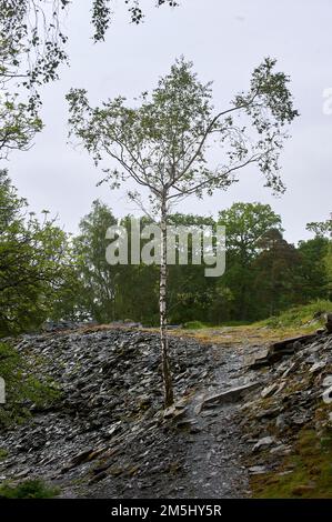 Mountain ash trees (Sorbs aucuparia) growing out of a shale heap, in ...