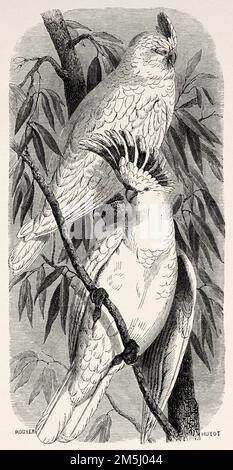 Little Corella (Cacatua sanguinea) Australian states of Victoria ...