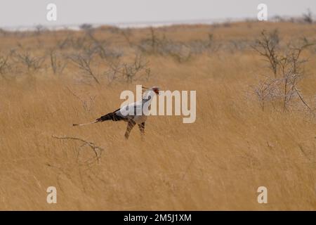 Secretary bird in Etosha park, in Namibia Stock Photo - Alamy