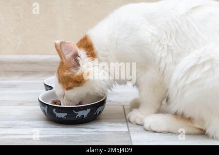 little kitten eats food from a bowl. kitten eating dry food. High ...