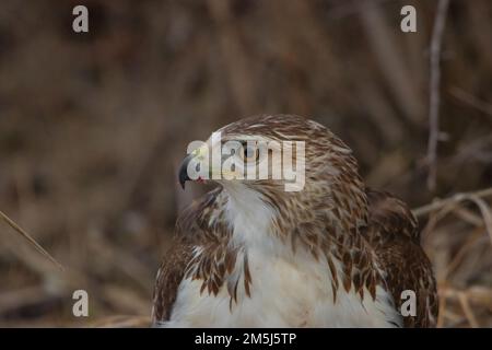 An Accipitrinae (true hawk) in the woods Stock Photo - Alamy