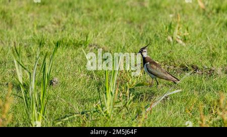 A Lapwing on a meadow in the Danube Delta Stock Photo - Alamy