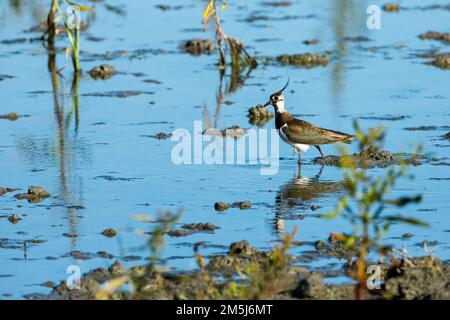A Lapwing in the swamps of the Danube Delta Stock Photo - Alamy
