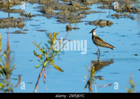 A Lapwing in the swamps of the Danube Delta Stock Photo - Alamy