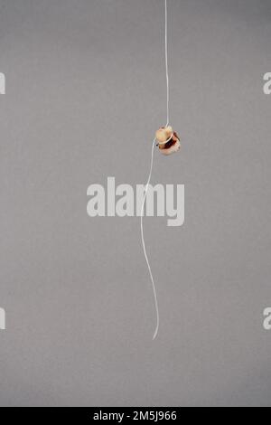 Real human teeth hang on threads isolated on a gray background. Pulled ...