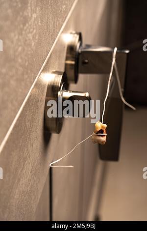 Real human teeth hanging on the door handle. Pulled out tooth ...