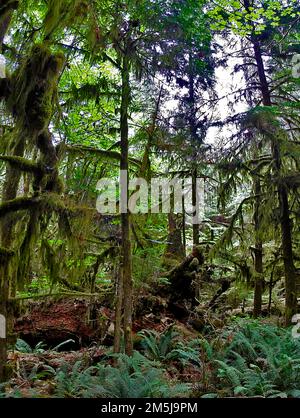 Rain forest, Pacific Rim Nat. Park, Tofino, Canada Stock Photo - Alamy