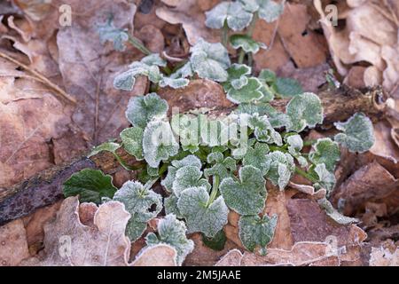 Scharbockskraut, Feigwurz, Frühlings-Scharbockkraut, Scharbock-Kraut ...