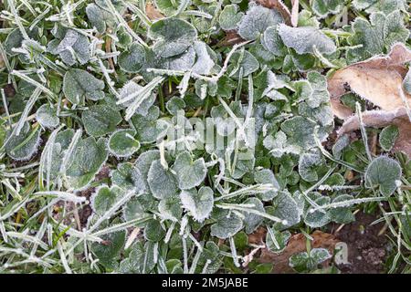 Scharbockskraut, Feigwurz, Frühlings-Scharbockkraut, Scharbock-Kraut ...