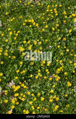 Scharbockskraut, Feigwurz, Frühlings-Scharbockkraut, Scharbock-Kraut ...