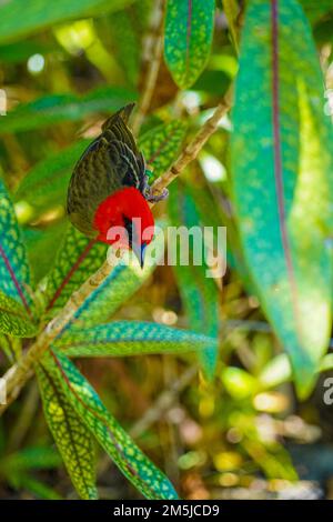 Mauritian red fody native bord wildlife perched and nesting in dense ...