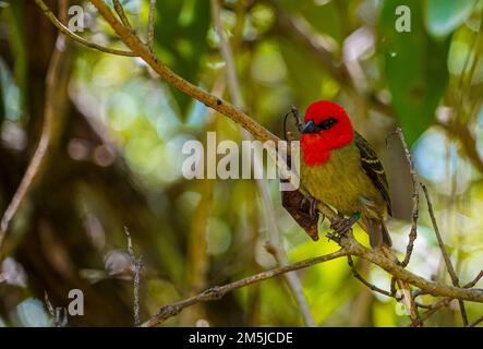 Mauritian red fody native bord wildlife perched and nesting in dense ...