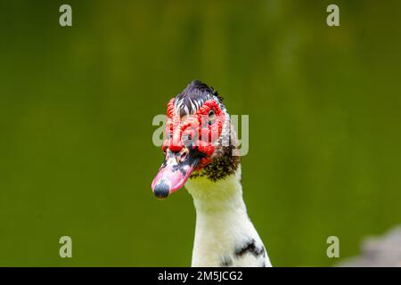 Mauritian muscovy duck native bird showing red markings and black white ...