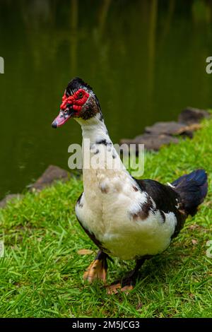 Mauritian muscovy duck native bird showing red markings and black white ...