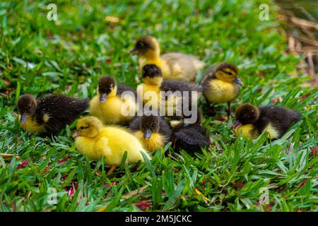 Mauritian muscovy duck native bird showing red markings and black white ...