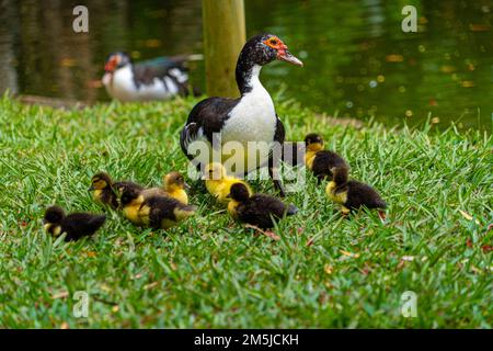 Mauritian muscovy duck native bird showing red markings and black white ...