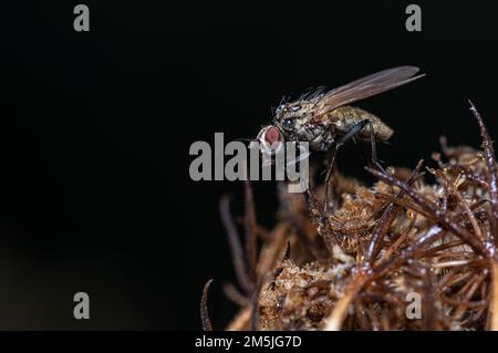 A closeup of a Cabbage Root Maggot (Delia radicum) on a flower Stock ...
