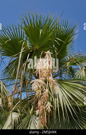 Washingtonia robusta palm tree Ornamental plants beautiful isolated on ...
