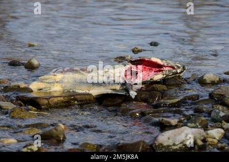 Remains of a partially eaten chum salmon Oncorhynchus keta. Motosakimui ...