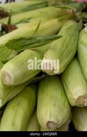 Random patterns formed by pile of Corn Cobs, Maize, genus Zea Stock ...