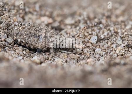 Geflecktflueglige Ameisenjungfer Larve - Ameisenloewe, Euroleon nostras ...