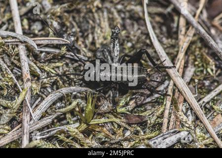 European Field Cricket (Gryllus campestris) Insecta Stock Photo - Alamy