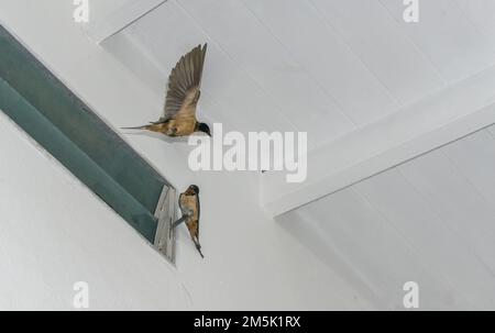 Two birds trapped inside a room, with one flying searching an exit ...